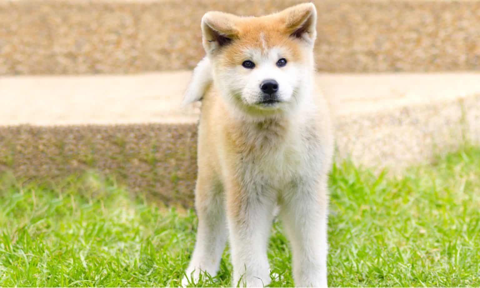 Akita Inu – Charakteristika a Fotky Plemene | ZOOLO