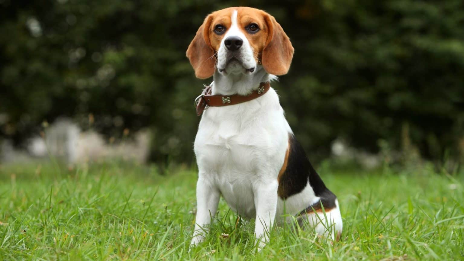 Bígl – Charakteristika a Fotky Plemene | ZOOLO