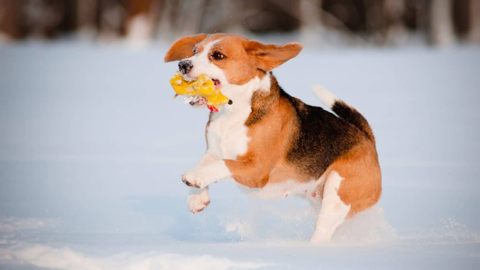 Bígl – Charakteristika a Fotky Plemene | ZOOLO