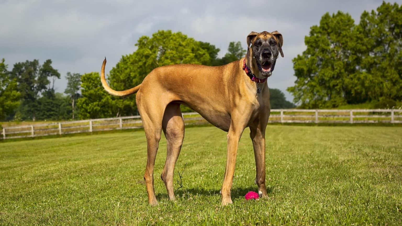 Německá Doga – Charakteristika a Fotky Plemene | ZOOLO