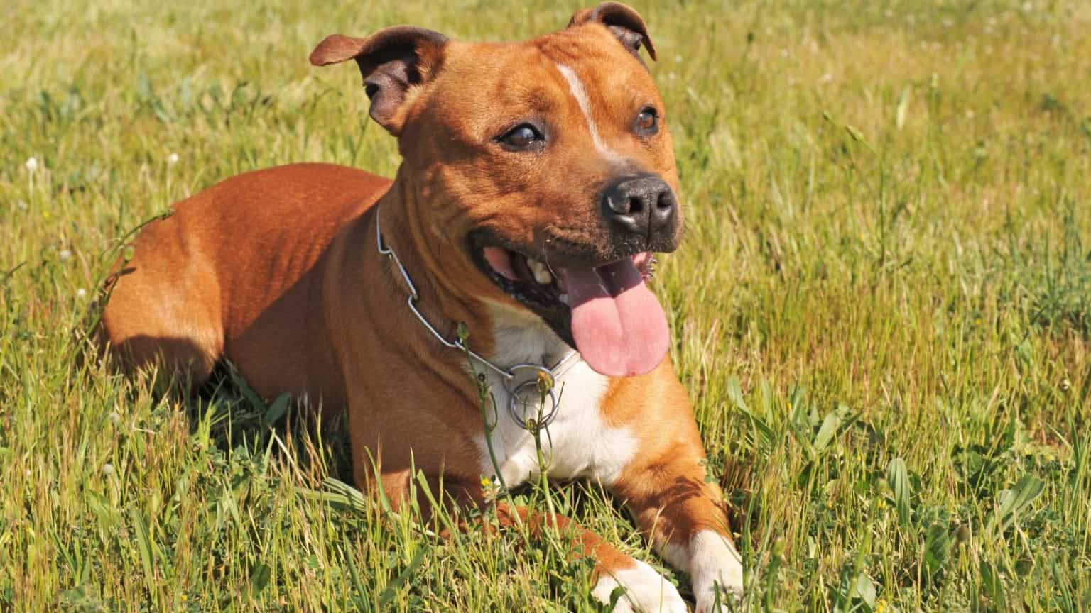 Stafordšírský Bulteriér – Charakteristika Plemene | ZOOLO