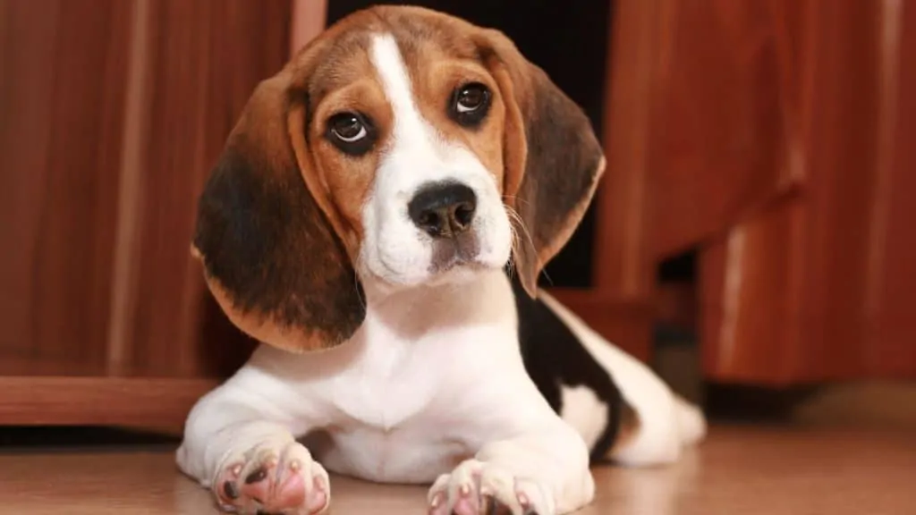 Bígl – Charakteristika a Fotky Plemene | ZOOLO_CZ