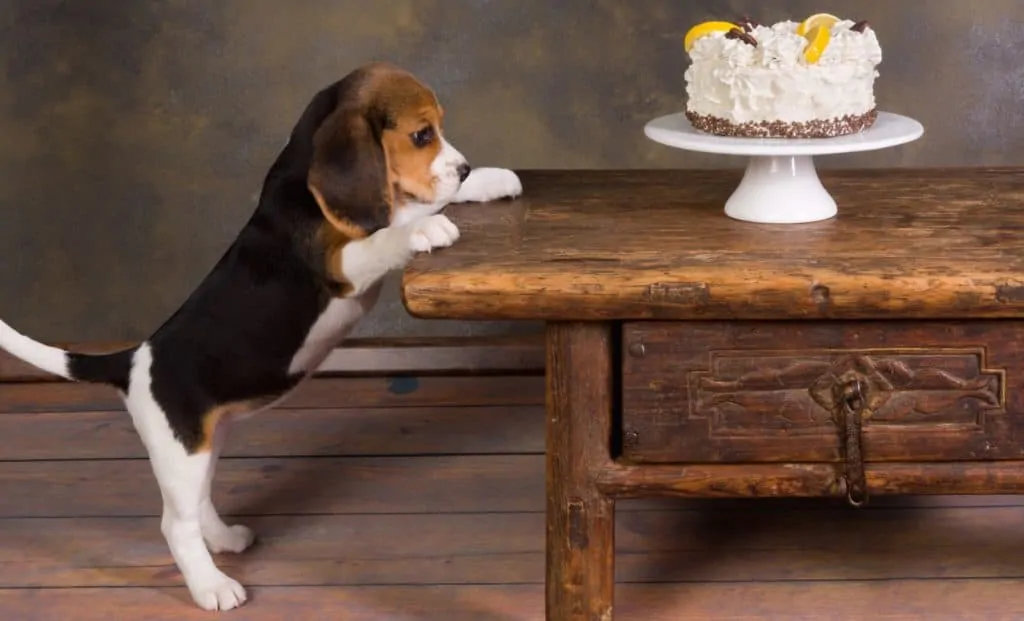 Bígl – Charakteristika a Fotky Plemene | ZOOLO_CZ