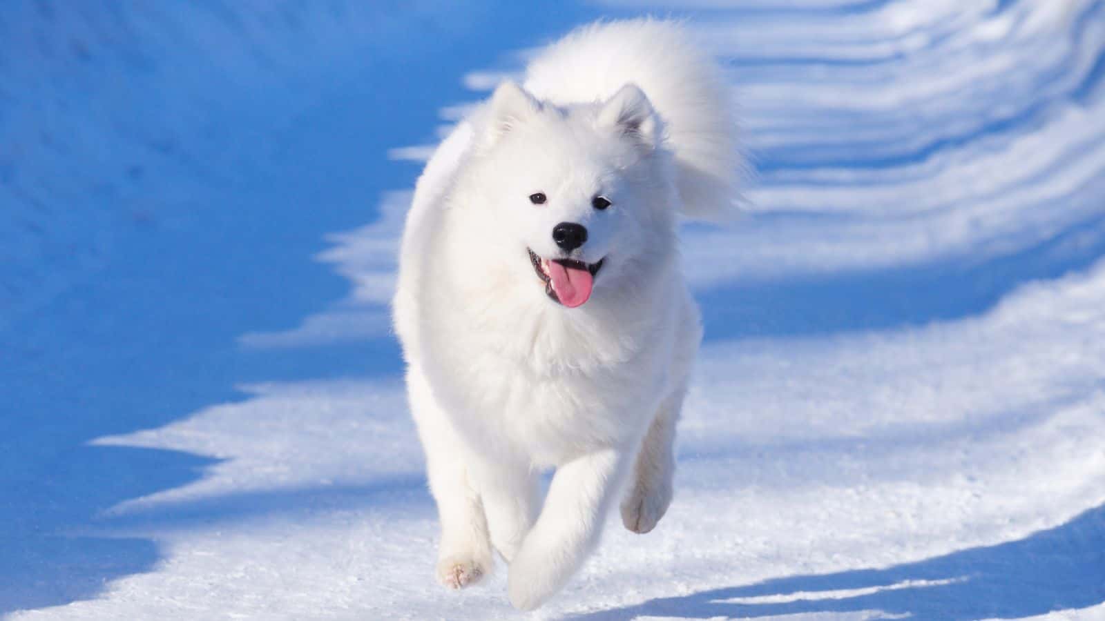 Samojed – Charakteristika a Fotky Plemene | ZOOLO