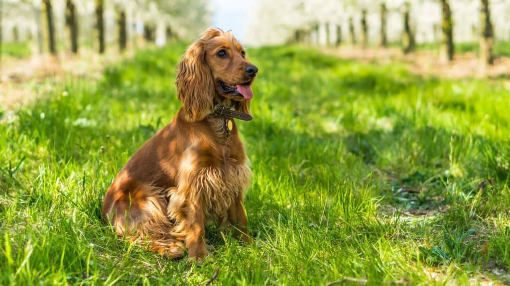 Anglický Kokršpaněl – Charakteristika Plemene | ZOOLO