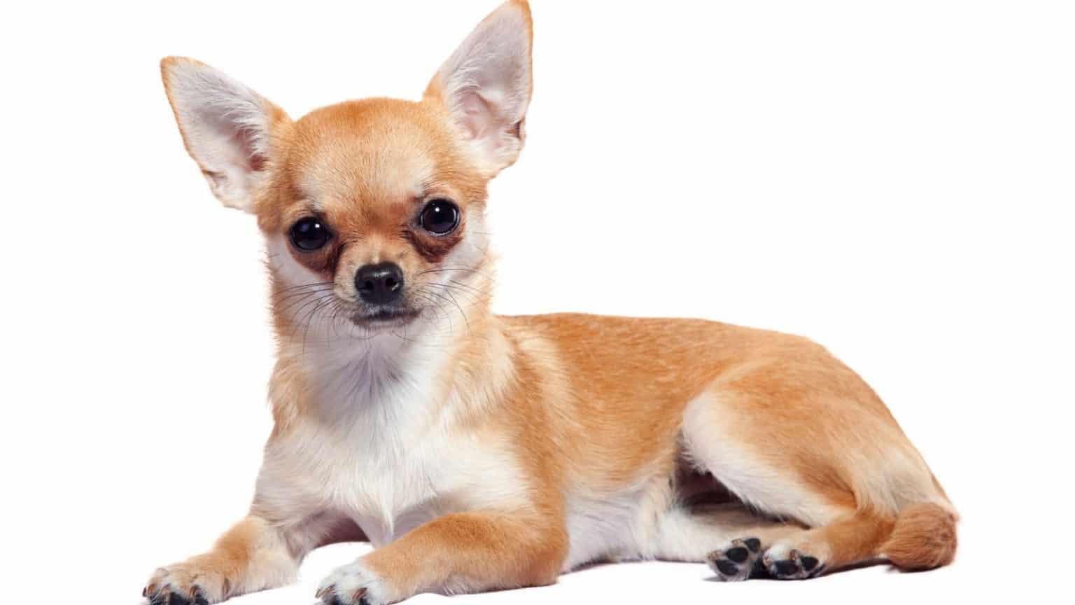 Čivava – Charakteristika Plemene | ZOOLO