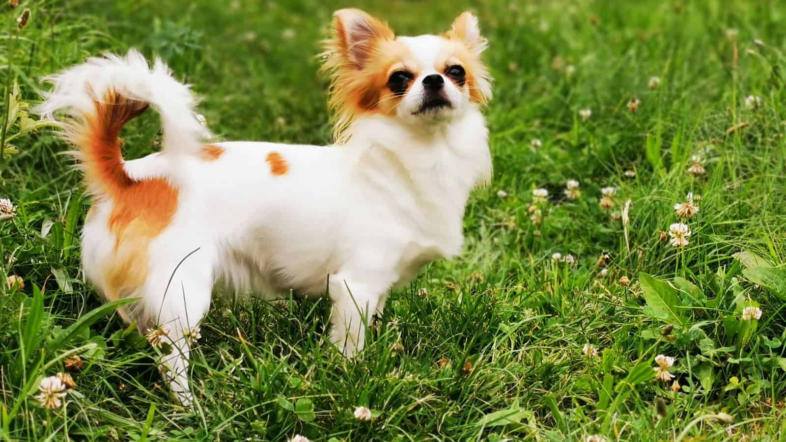 Čivava – Charakteristika Plemene | ZOOLO