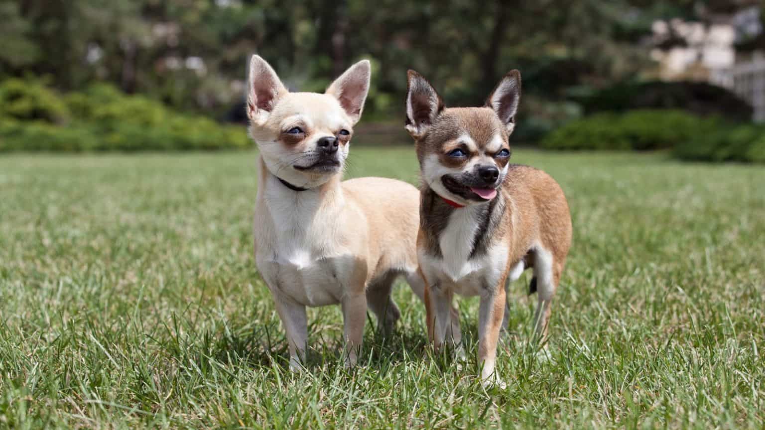 Čivava – Charakteristika Plemene | ZOOLO