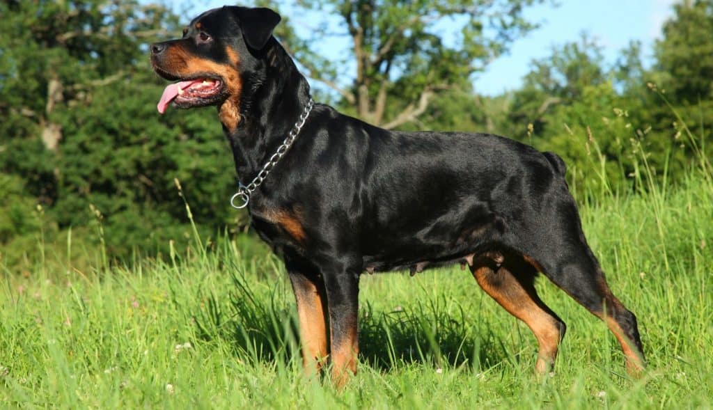 Rotvajler – Charakteristika Plemene | ZOOLO