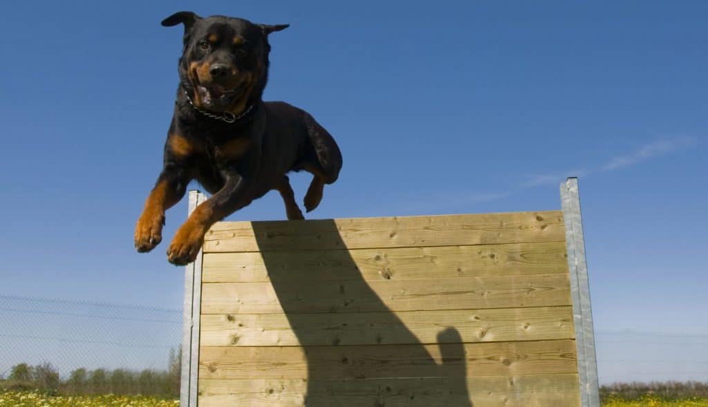 Rotvajler – Charakteristika Plemene | ZOOLO