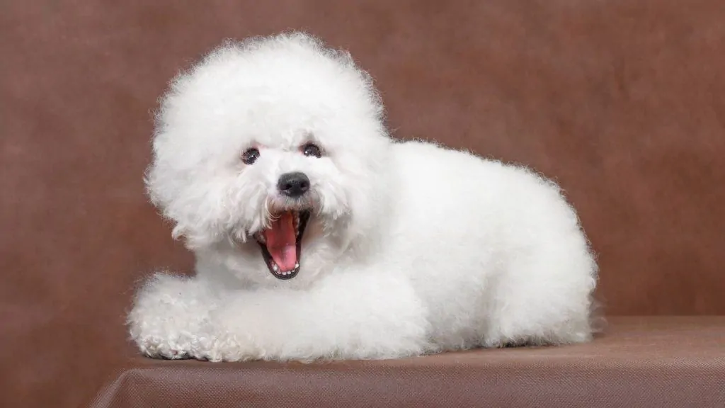 Bišonek – Charakteristika Plemene | ZOOLO_CZ