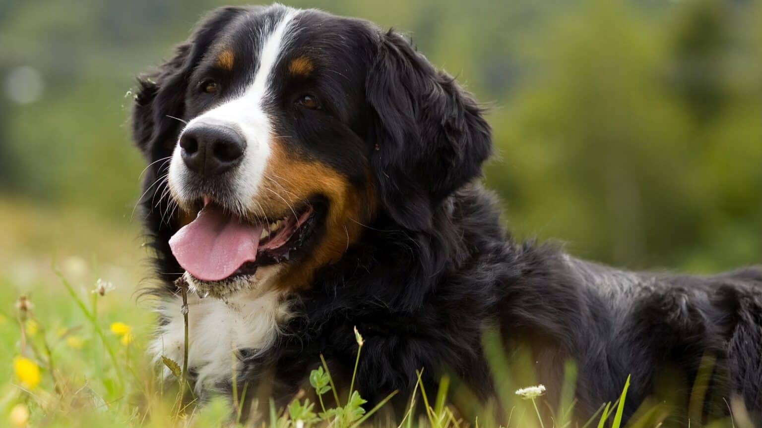 Bernský Salašnický Pes – Charakteristika Plemene | ZOOLO