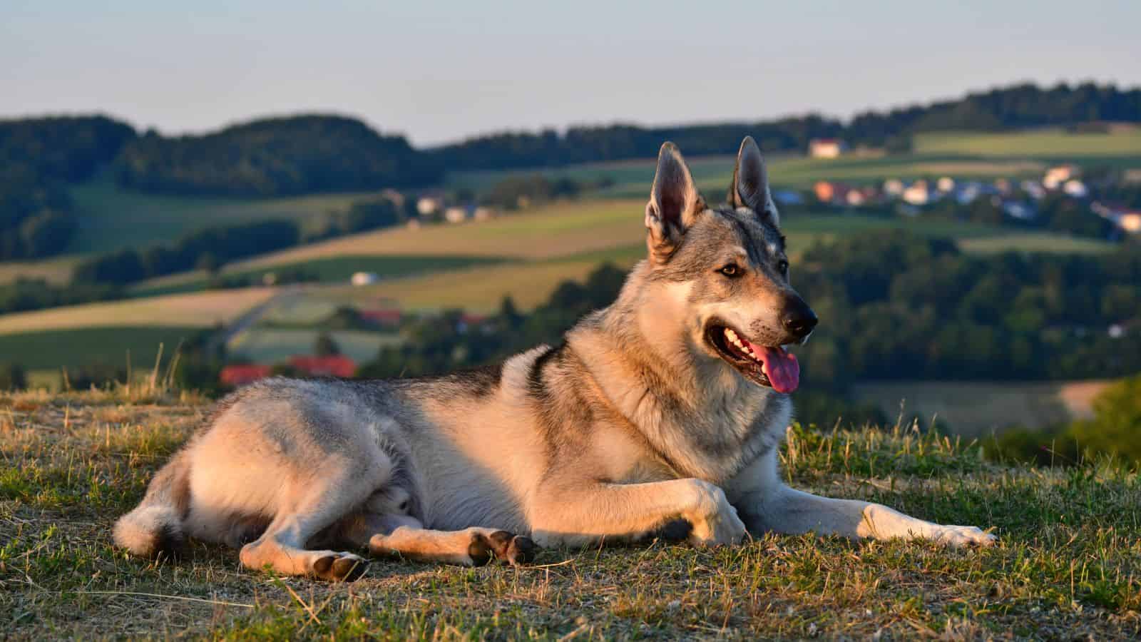 Československý Vlčák – Charakteristika Plemene | ZOOLO