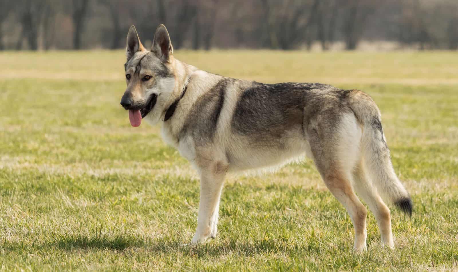 Československý Vlčák – Charakteristika Plemene | ZOOLO