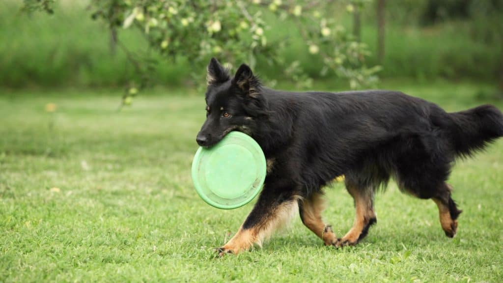 Chodský Pes – Charakteristika Plemene | ZOOLO