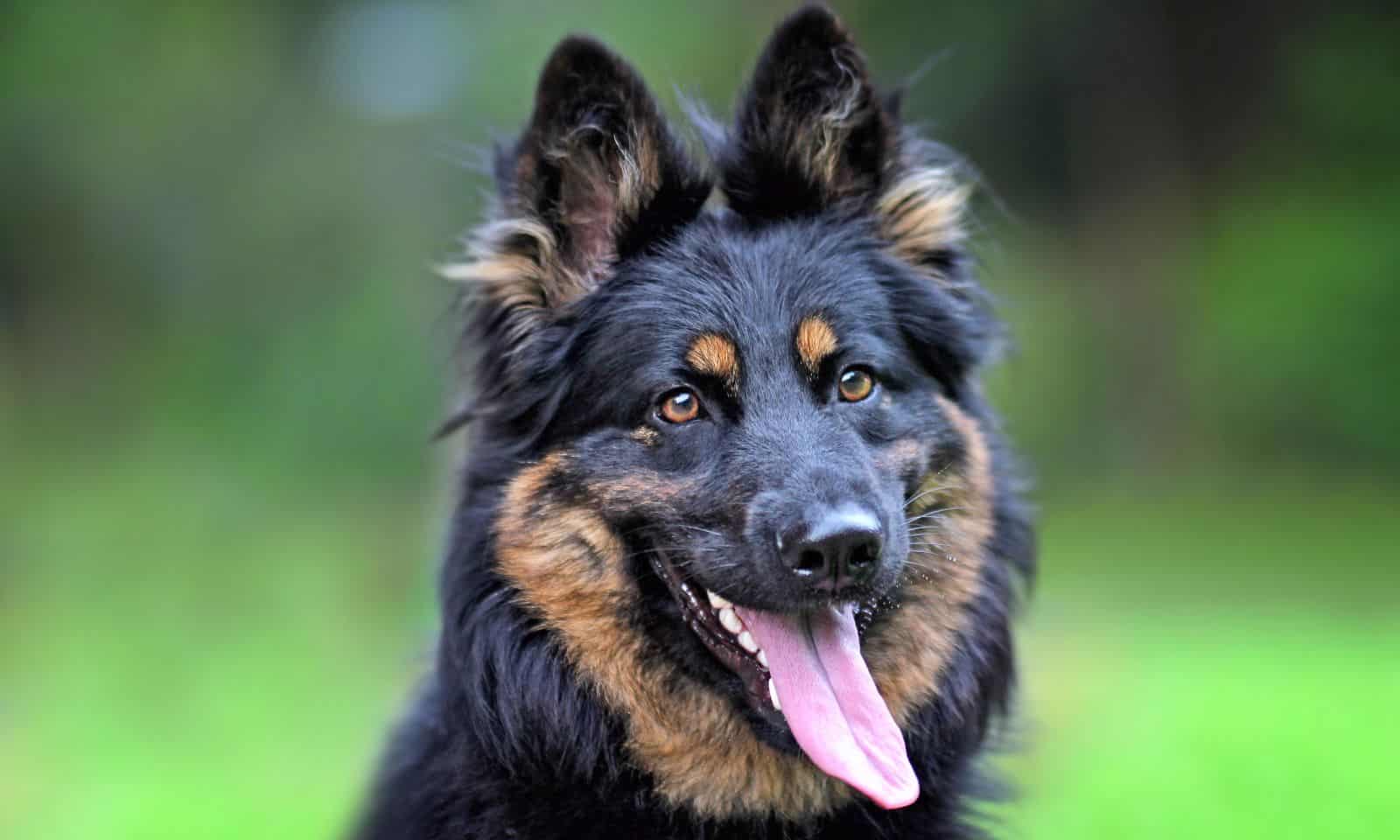 Chodský Pes – Charakteristika Plemene | ZOOLO