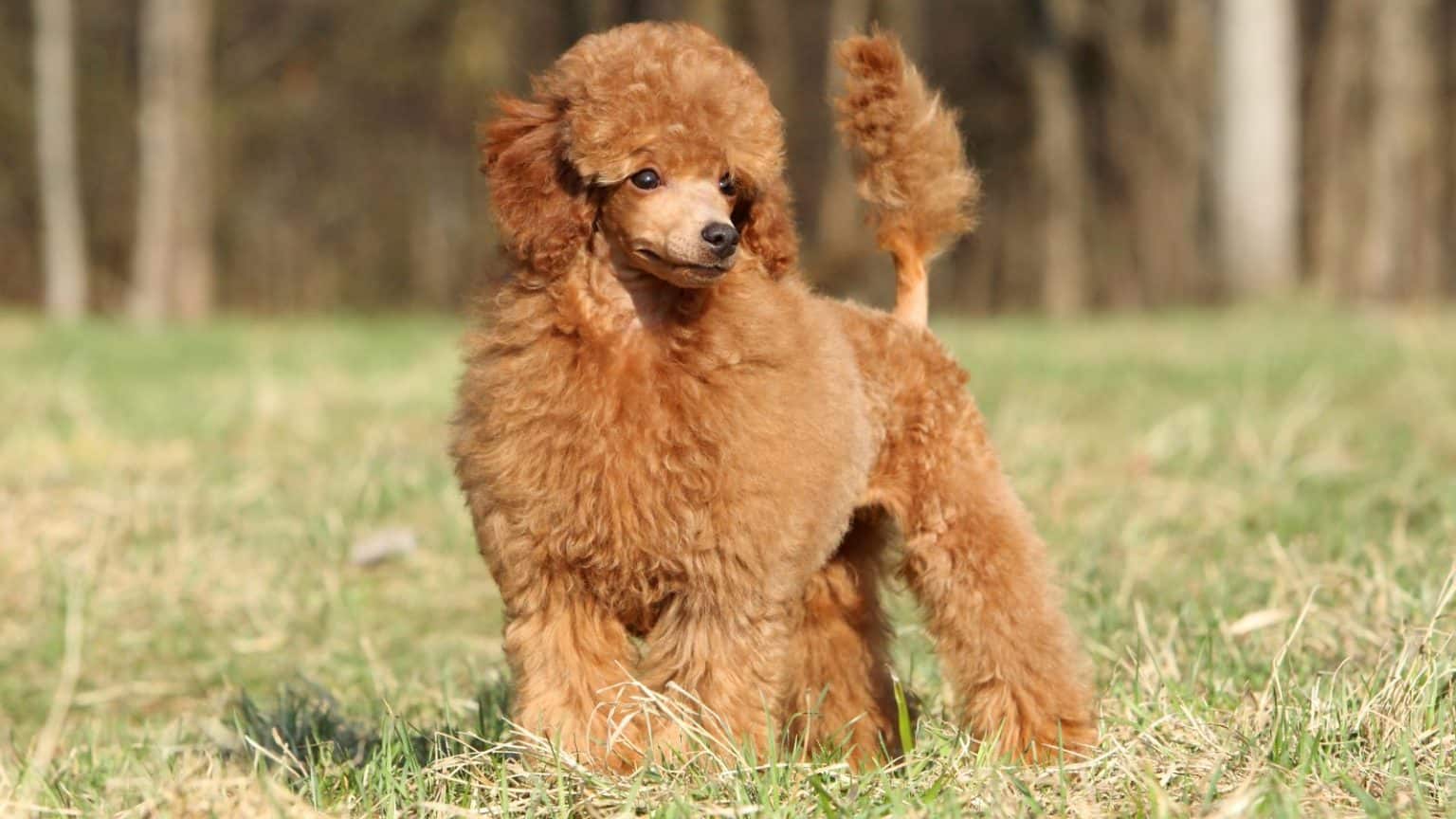 Pudl – Charakteristika Plemene | ZOOLO