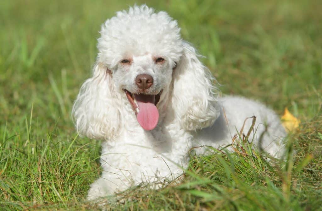 Pudl – Charakteristika Plemene | ZOOLO