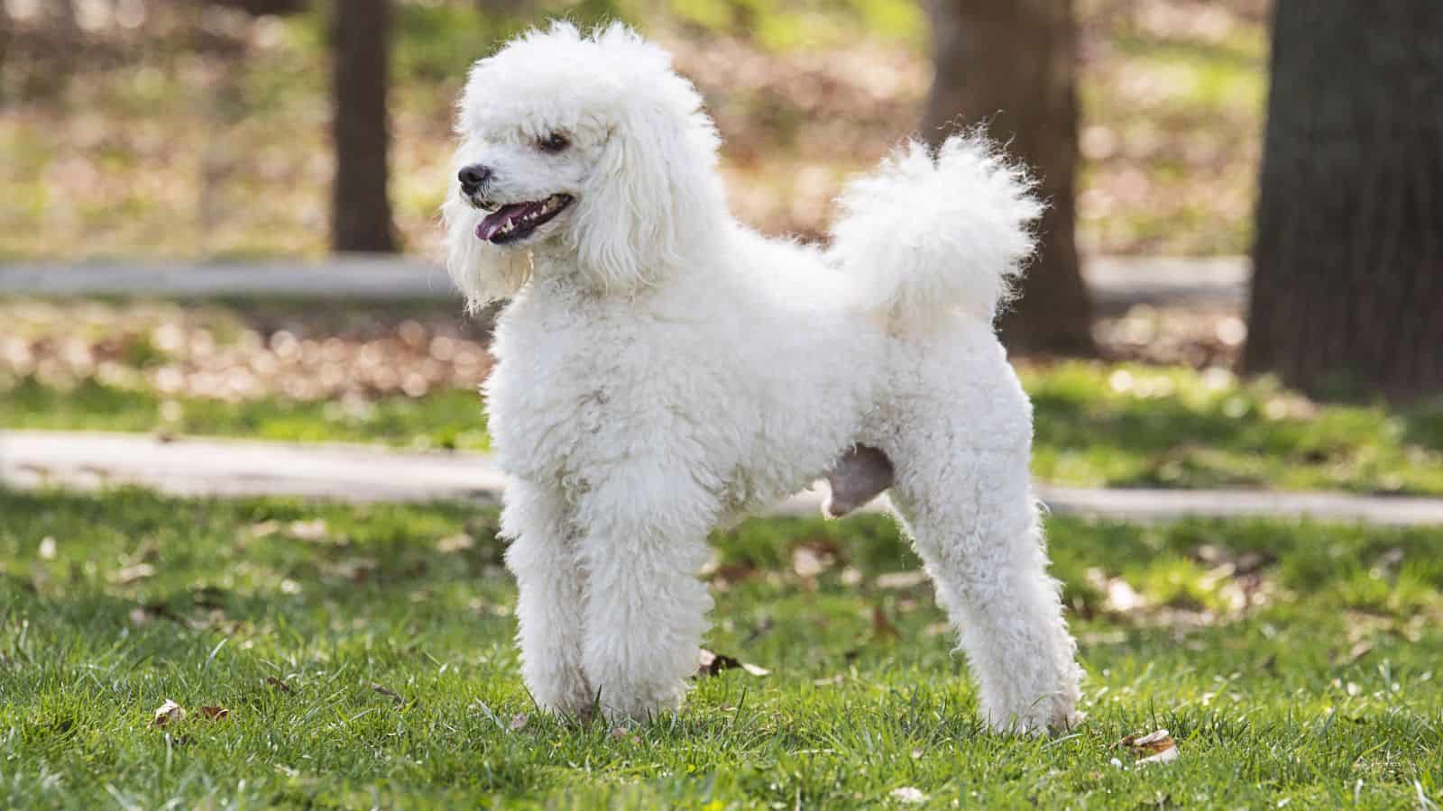 Pudl – Charakteristika Plemene | ZOOLO