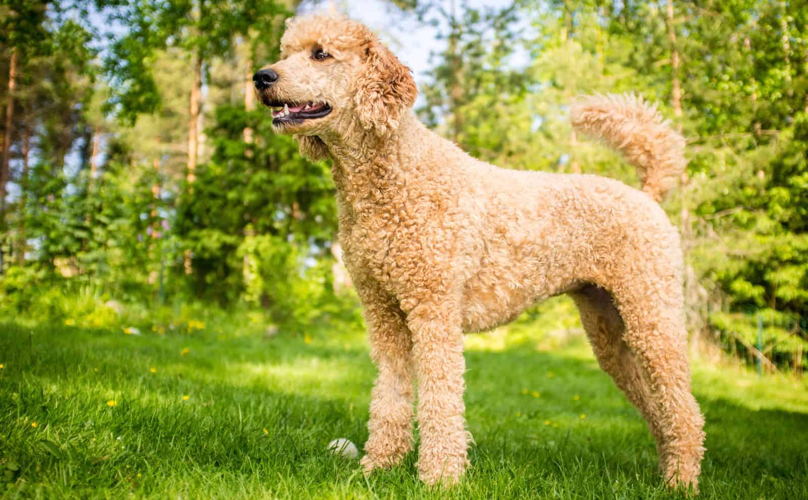 Pudl – Charakteristika Plemene | ZOOLO