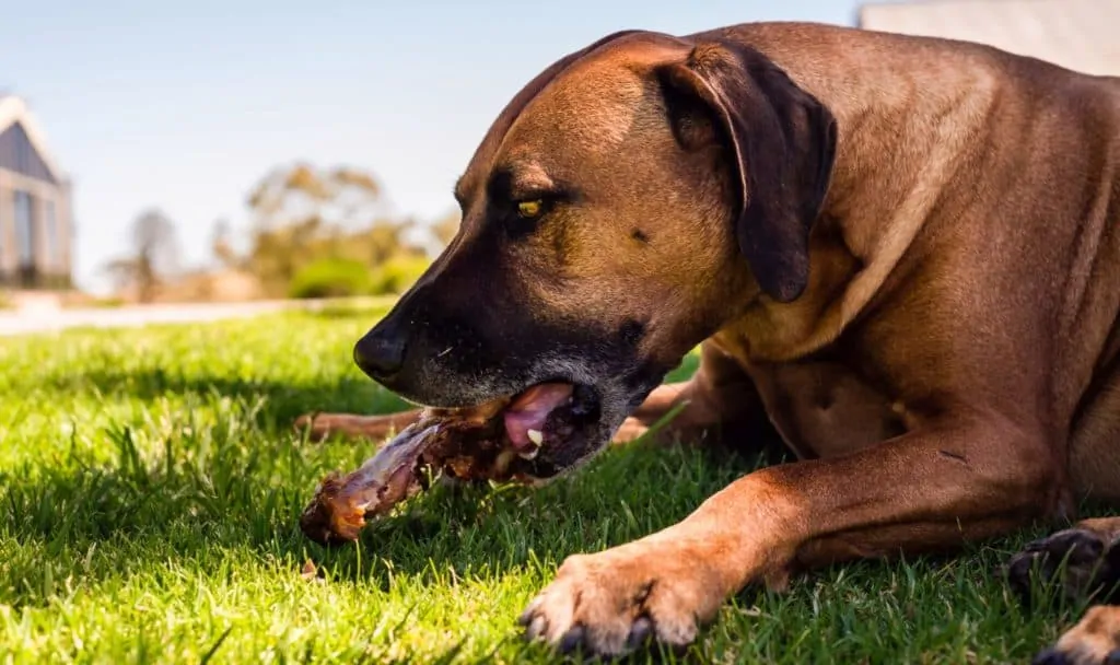 Rhodéský Ridgeback – Charakteristika Plemene | ZOOLO_CZ