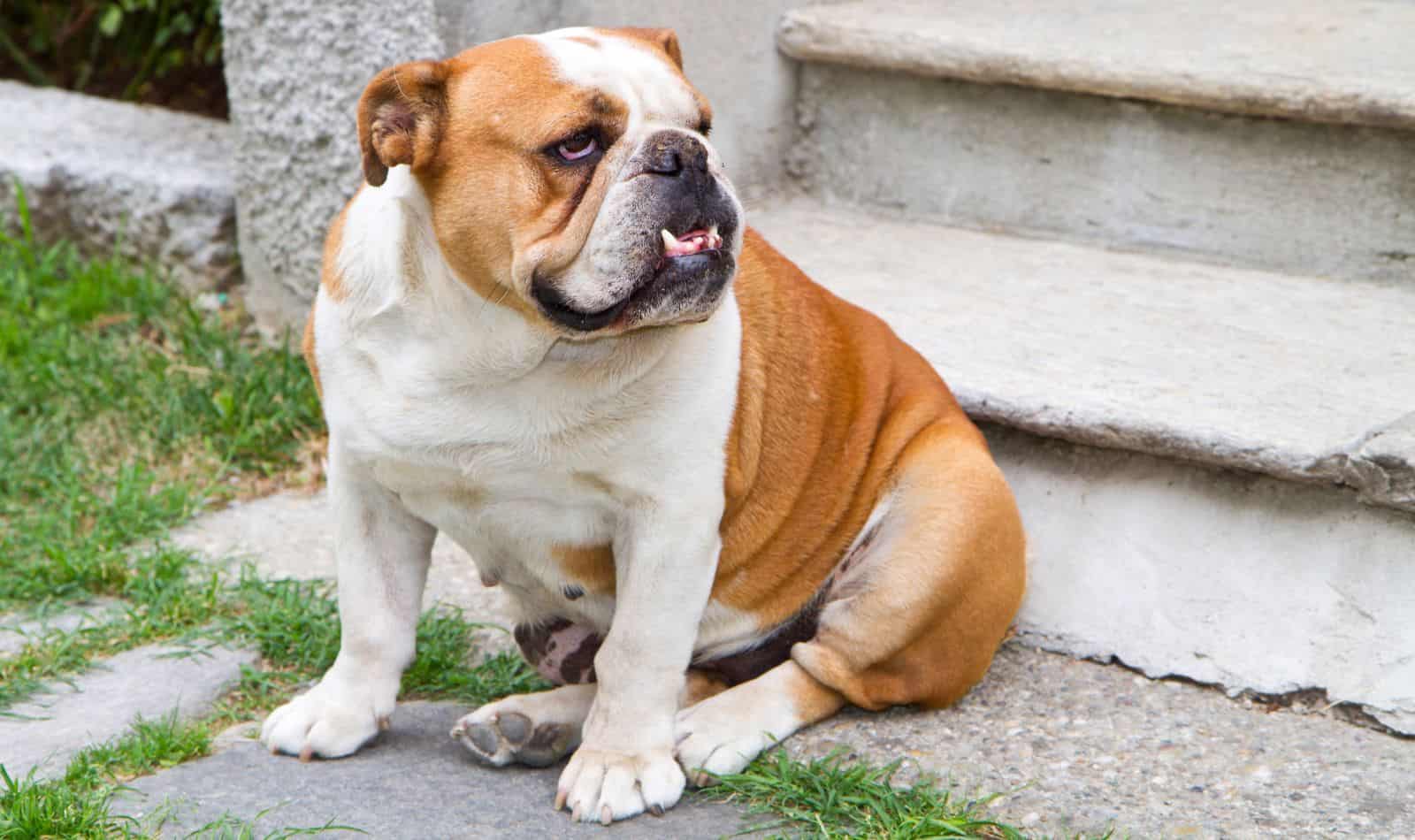 Anglický Buldok – Charakteristika Plemene | ZOOLO