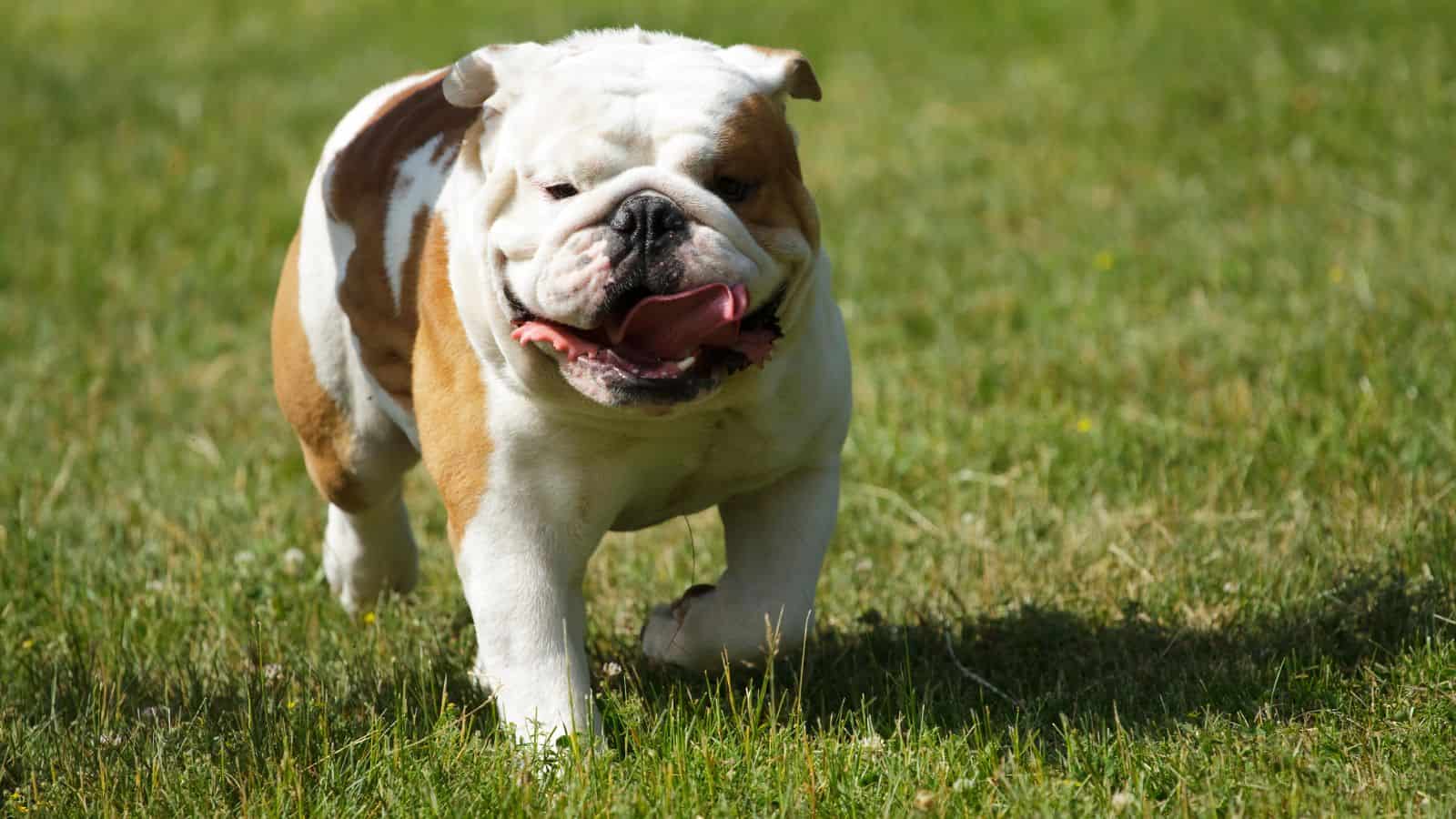 Anglický Buldok – Charakteristika Plemene | ZOOLO