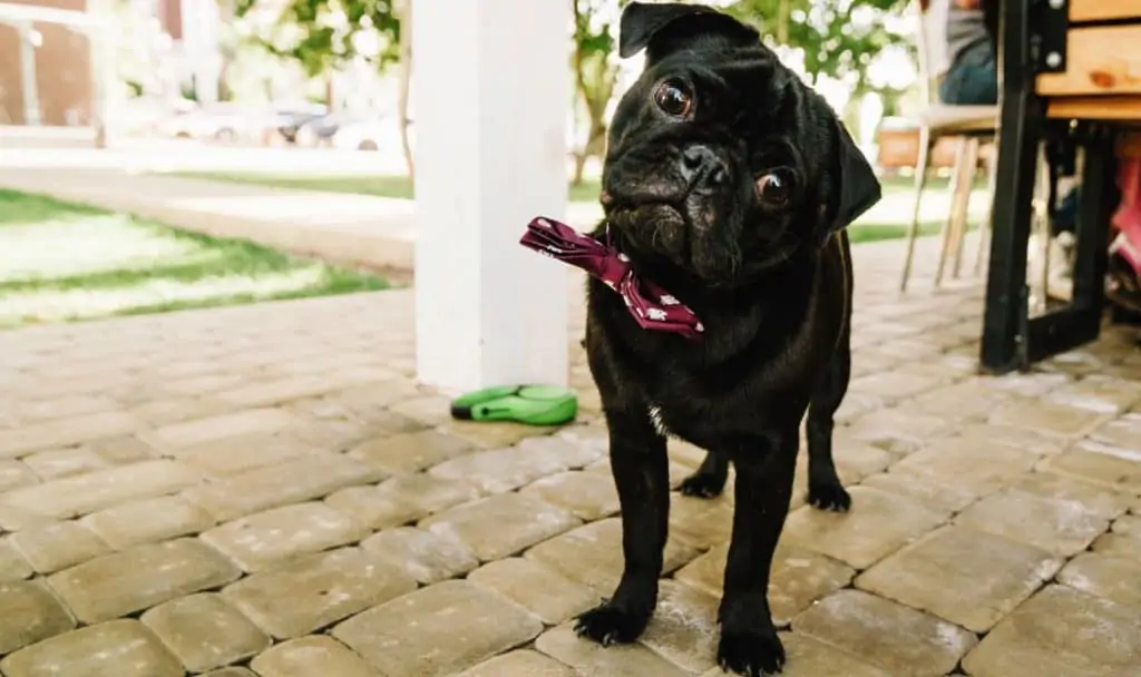 Mops – Charakteristika Plemene | ZOOLO_CZ