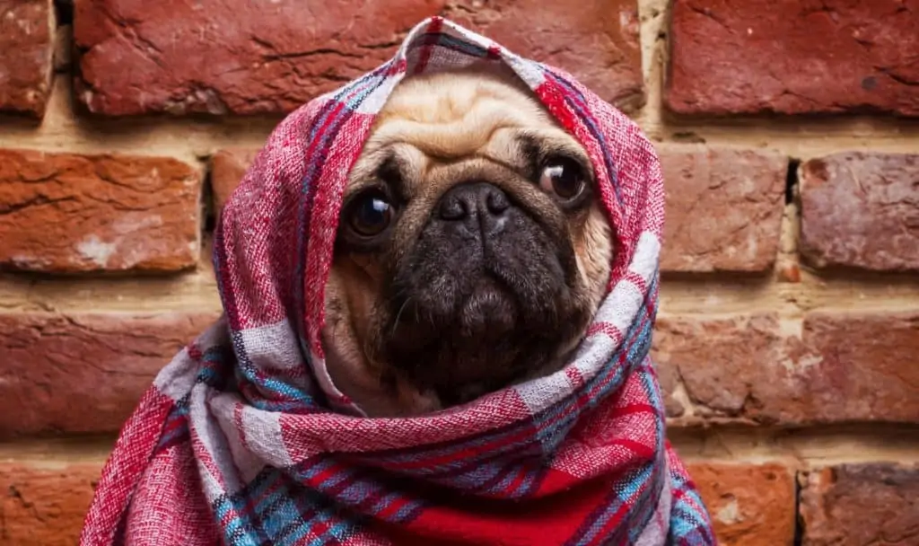 Mops – Charakteristika Plemene | ZOOLO_CZ