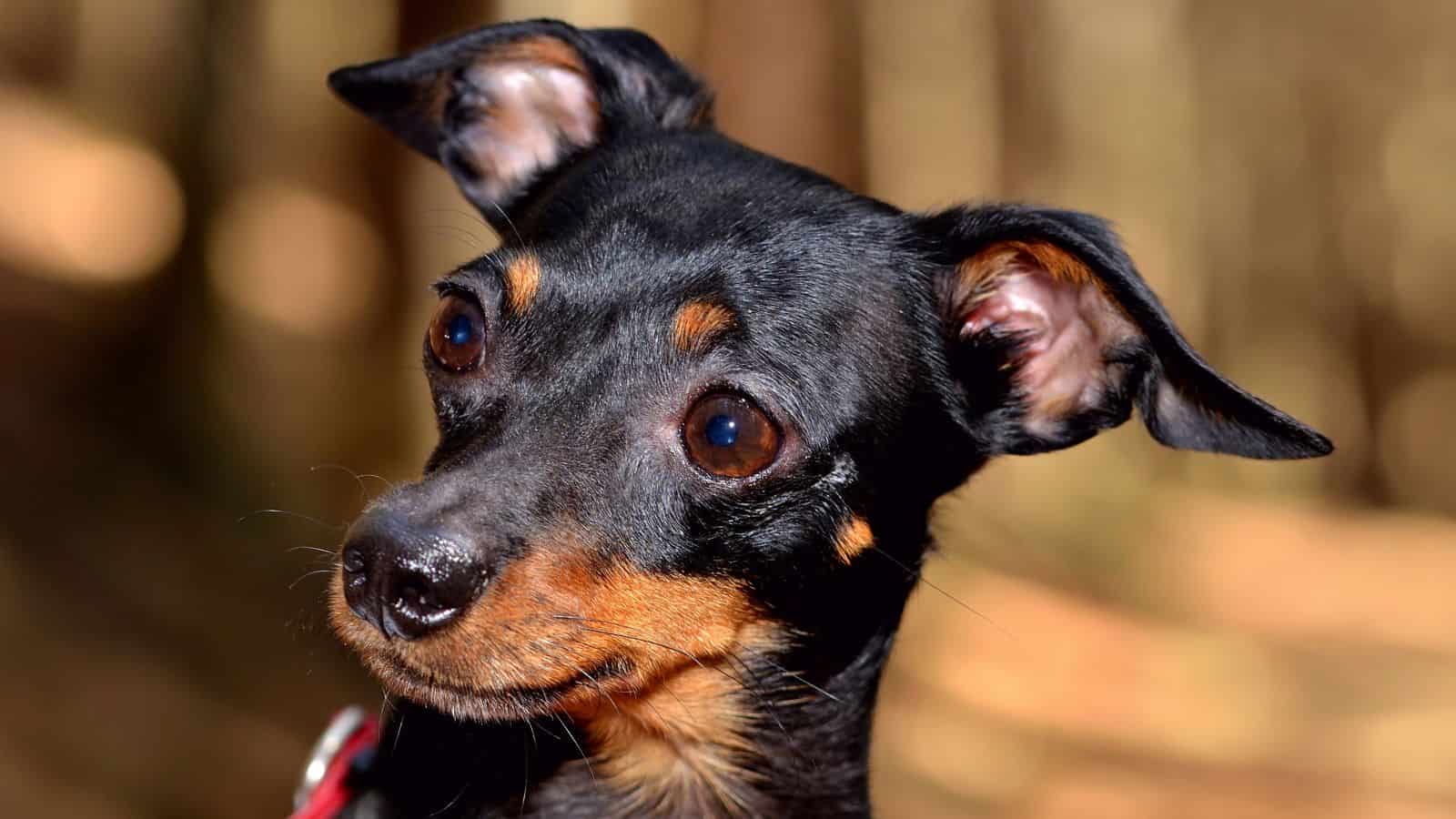 Pražský Krysařík – Charakteristika Plemene | ZOOLO