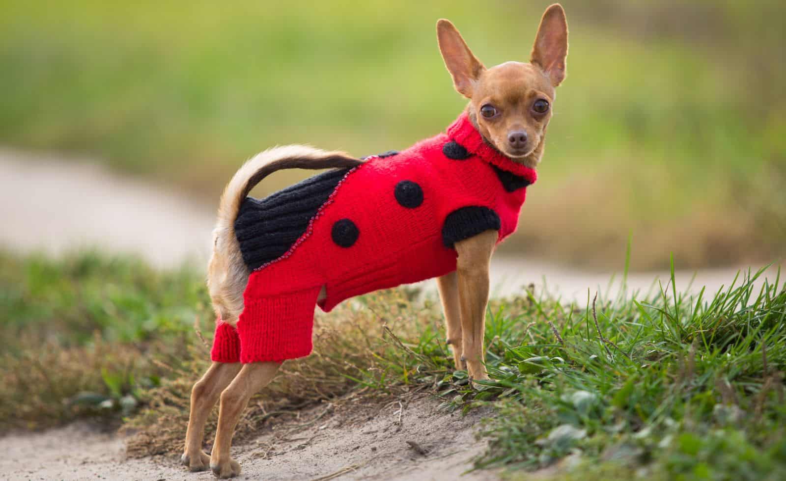 Pražský Krysařík – Charakteristika Plemene | ZOOLO