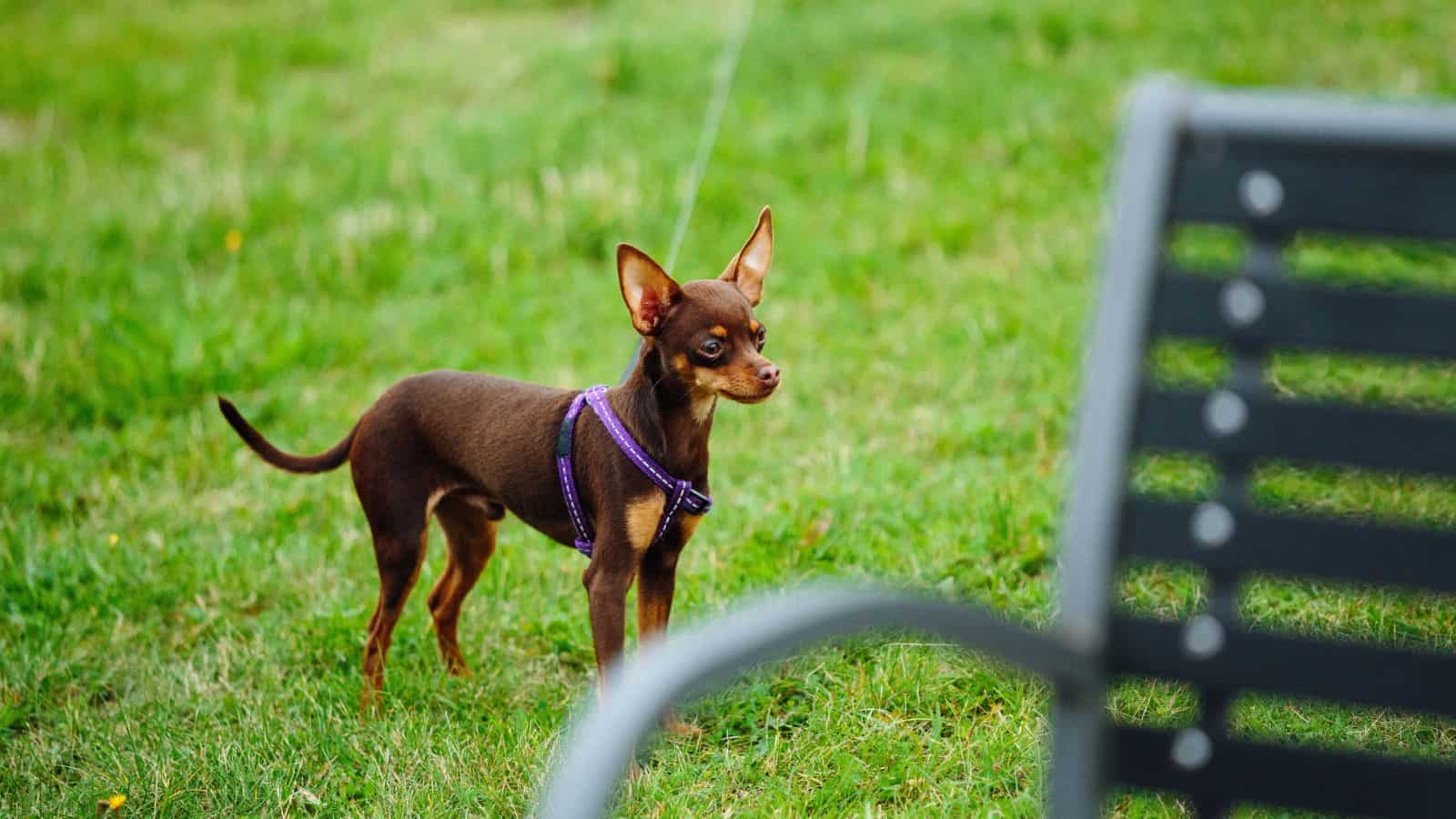 Pražský Krysařík – Charakteristika Plemene | ZOOLO