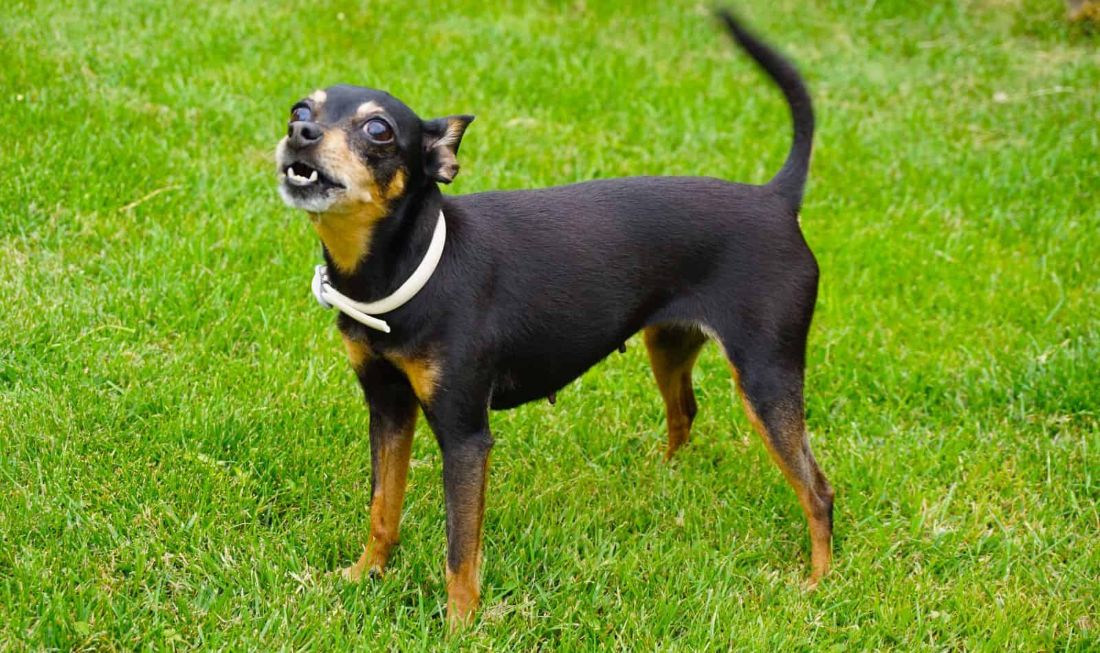 Pražský Krysařík – Charakteristika Plemene | ZOOLO