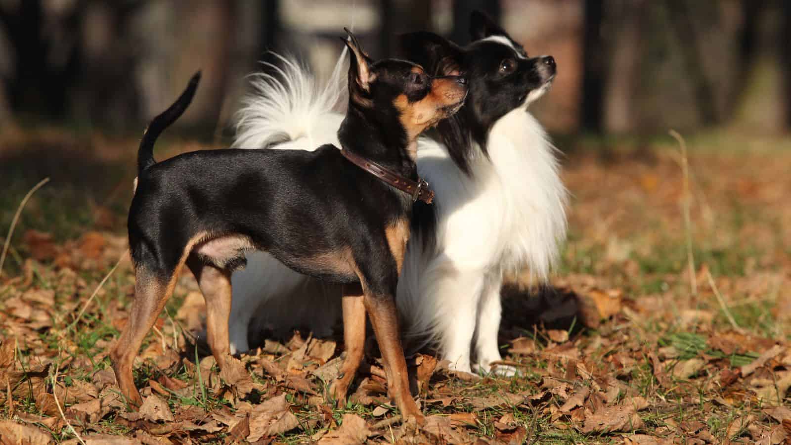 Pražský Krysařík – Charakteristika Plemene | ZOOLO