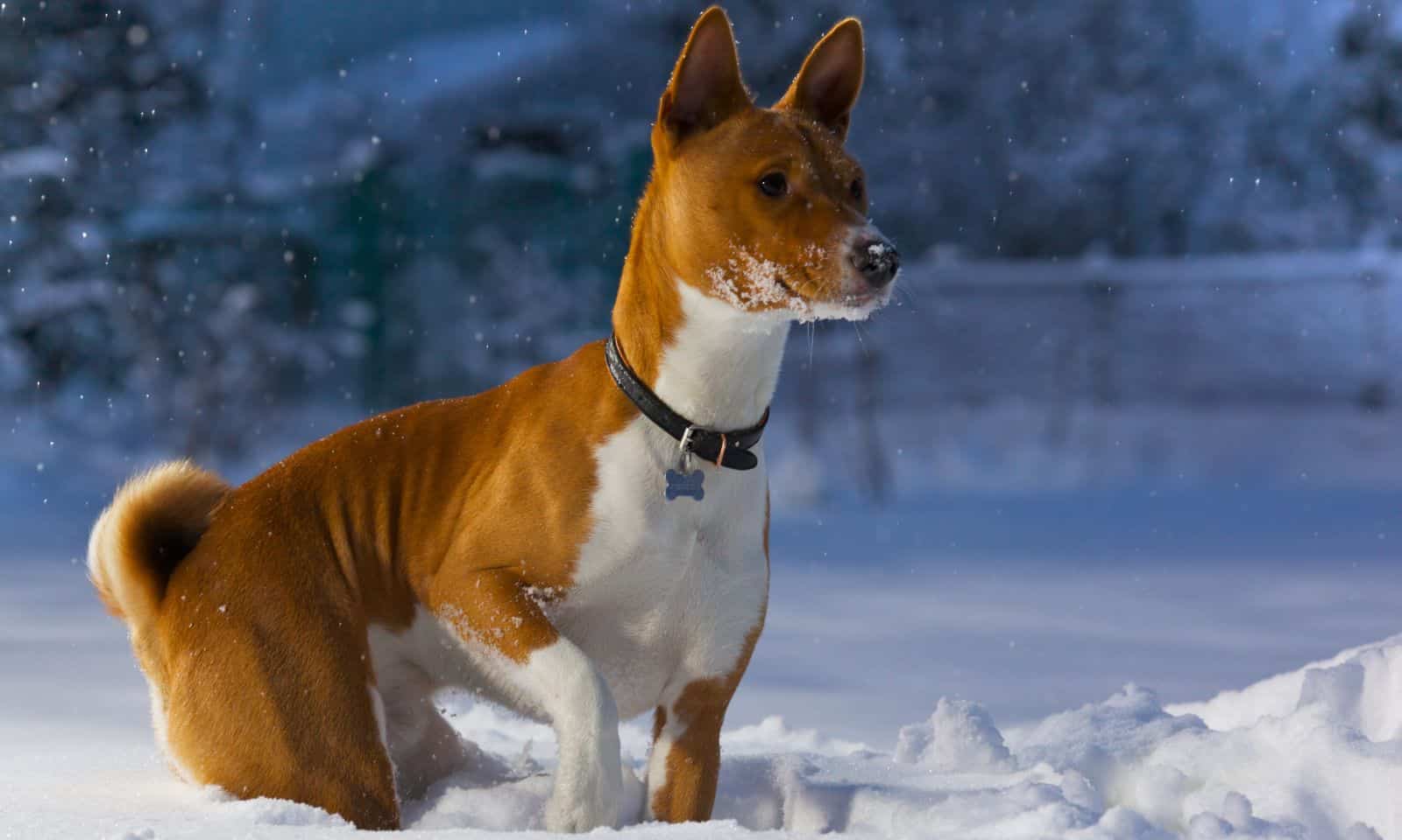 Basenji – Charakteristika Plemene | ZOOLO