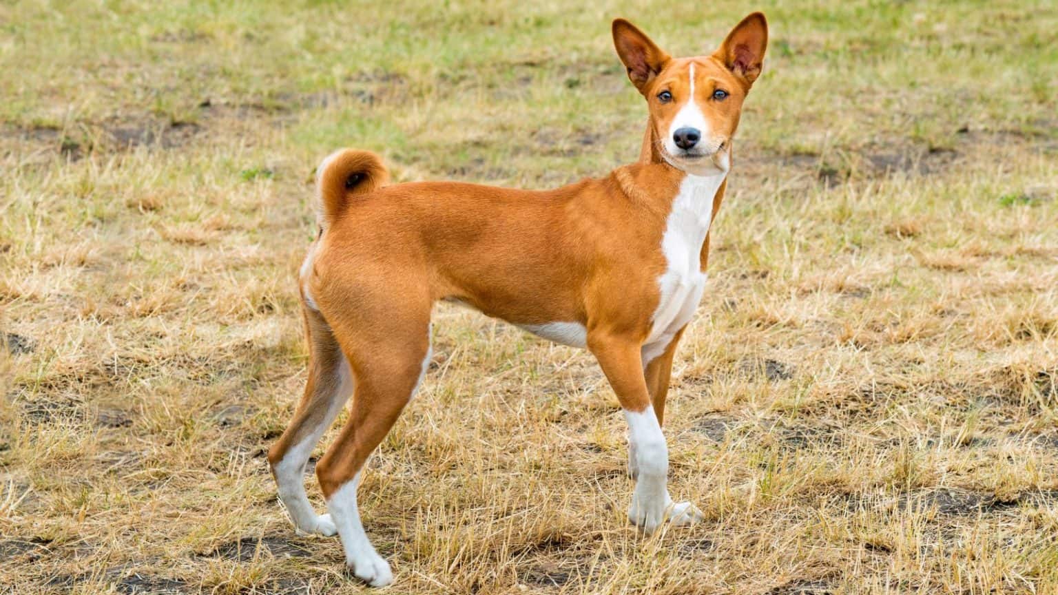 Basenji – Charakteristika Plemene | ZOOLO