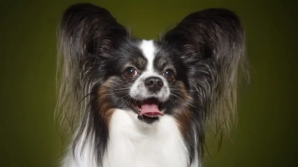 Papillon – Charakteristika Plemene | ZOOLO_CZ