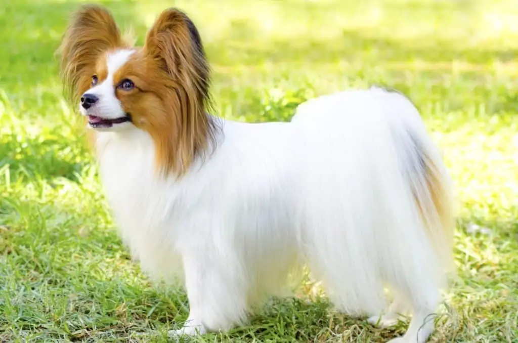 Papillon – Charakteristika Plemene | ZOOLO_CZ