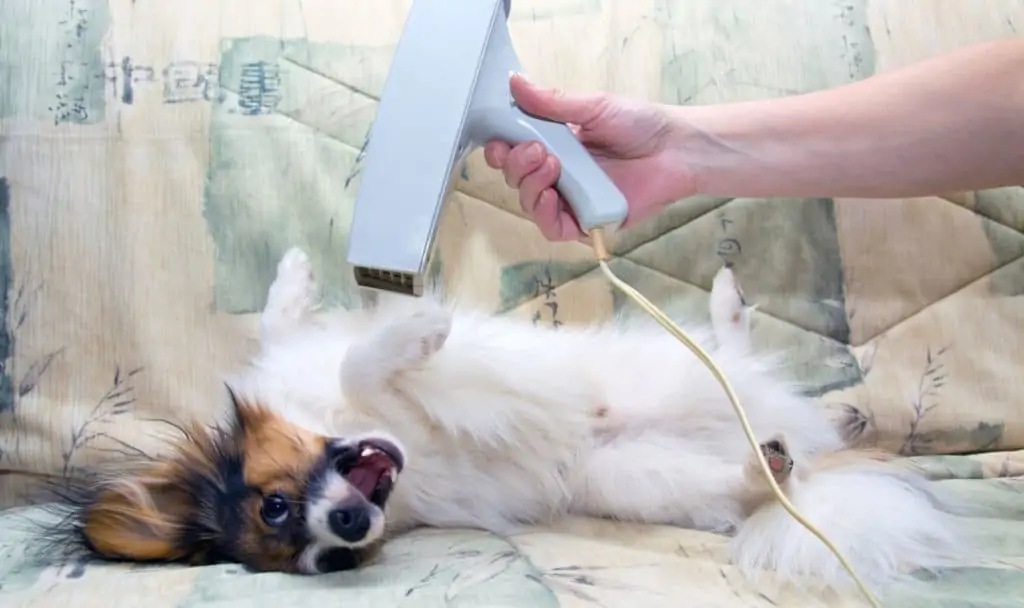 Papillon – Charakteristika Plemene | ZOOLO_CZ