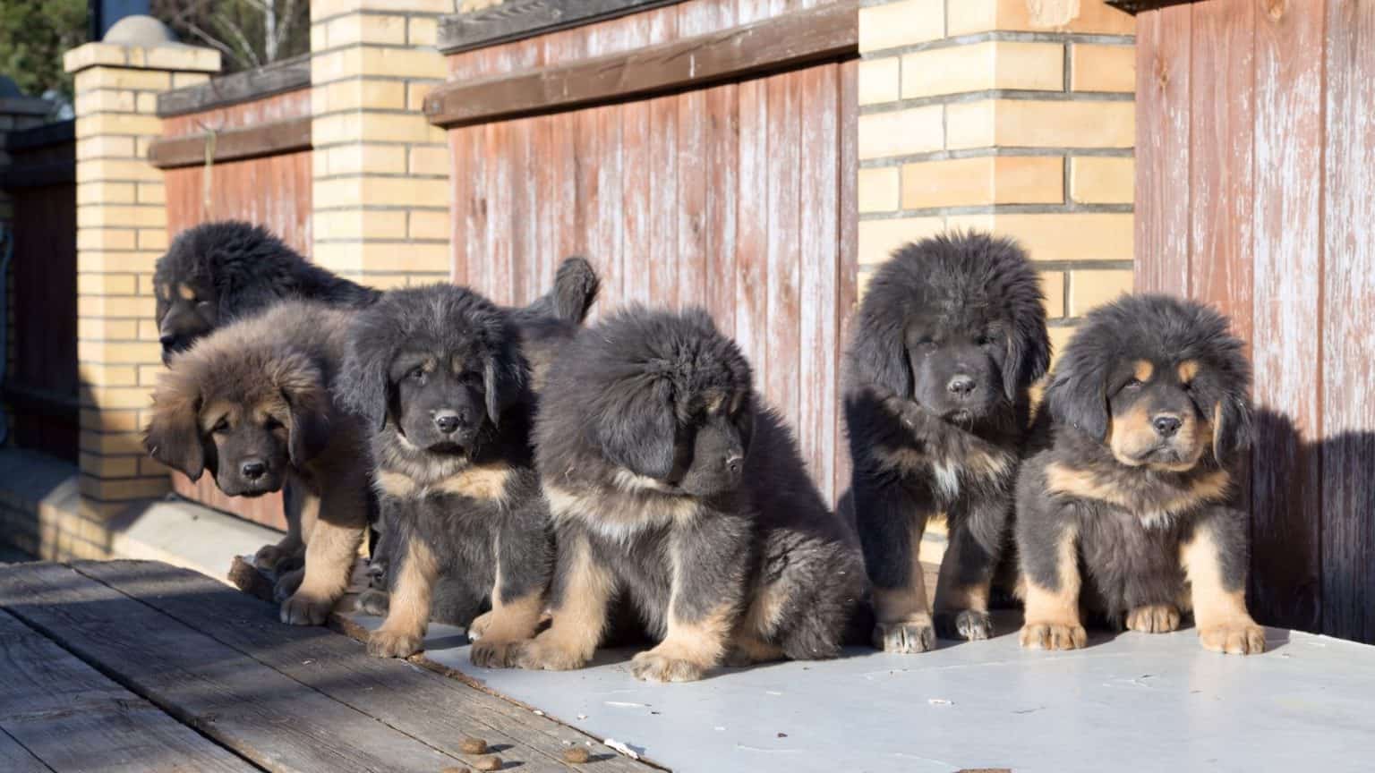 Tibetská Doga – Charakteristika Plemene | ZOOLO