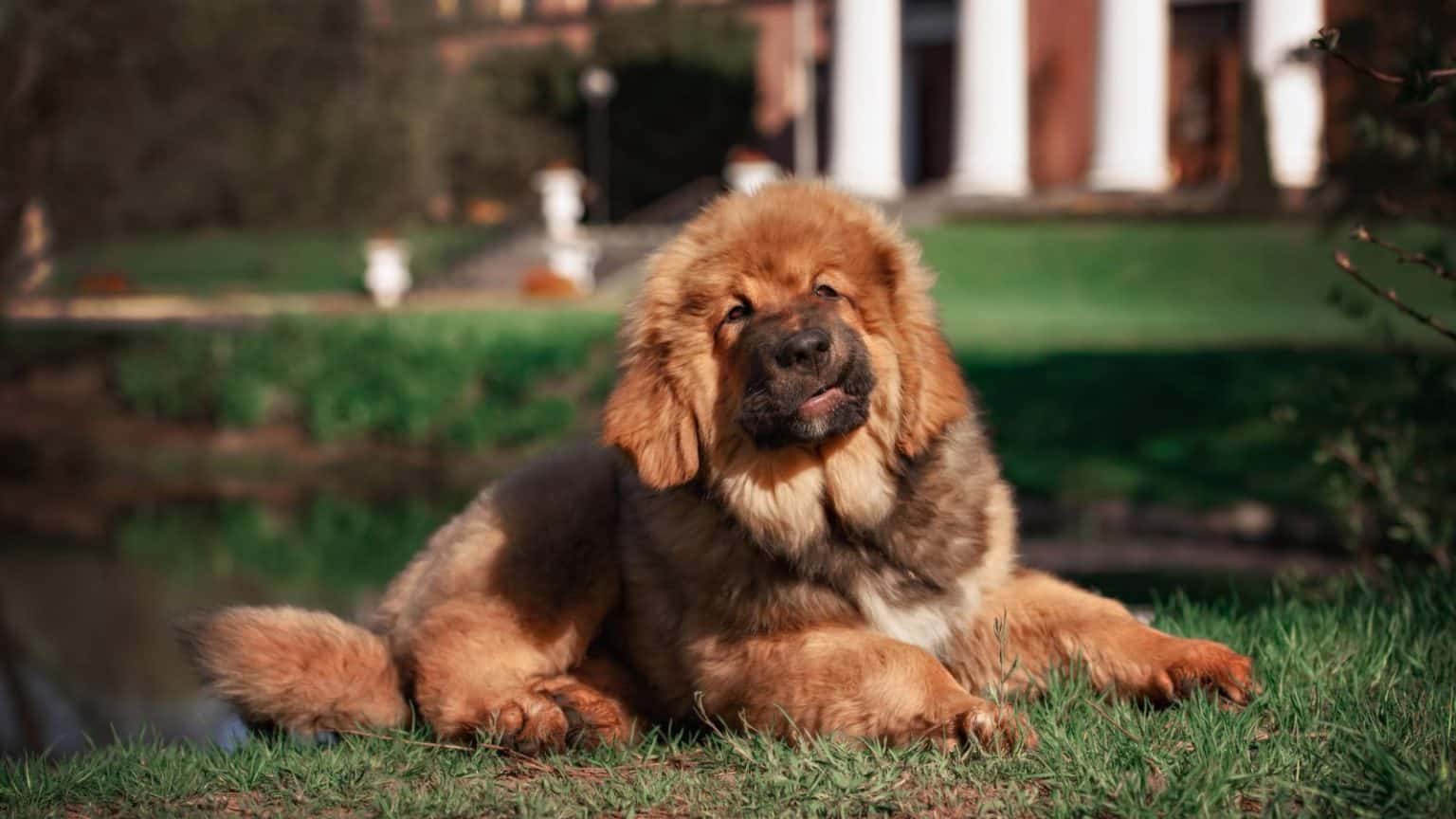Tibetská Doga – Charakteristika Plemene | ZOOLO
