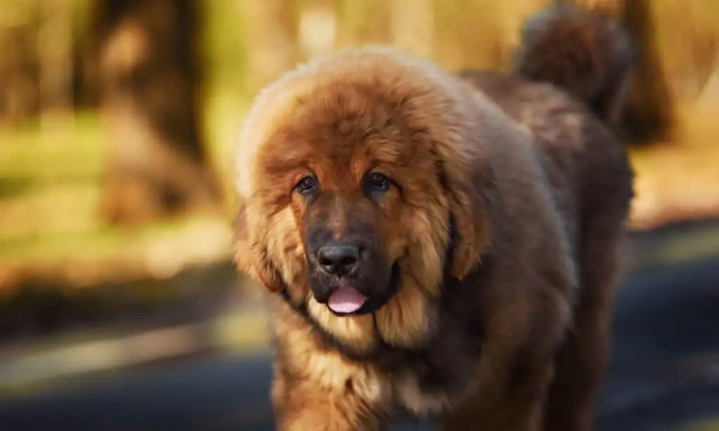 Tibetská Doga – Charakteristika Plemene | ZOOLO_CZ