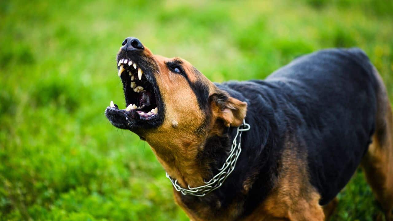 8 Nejčastějších problémů s chováním psů a jak je řešit | ZOOLO_CZ