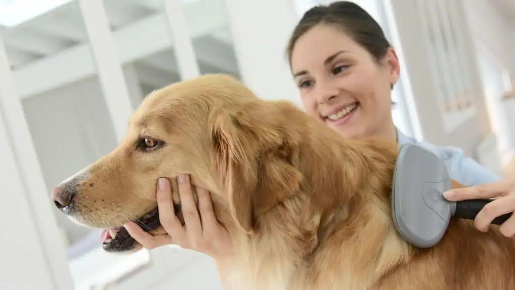 Pyodermie u psa: Příčiny kožního onemocnění a léčba | ZOOLO_CZ