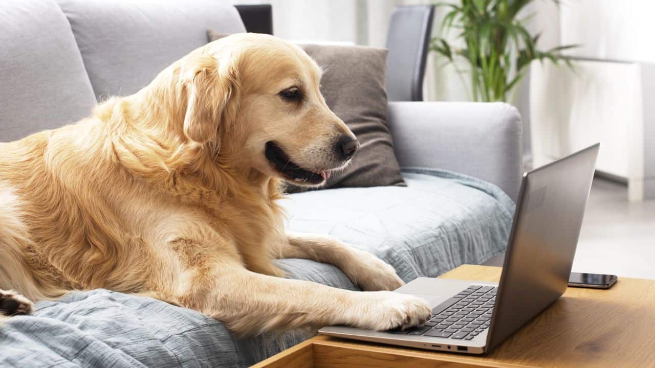 10 Nejchytřejších psích plemen - Budete překvapeni! | ZOOLO_CZ