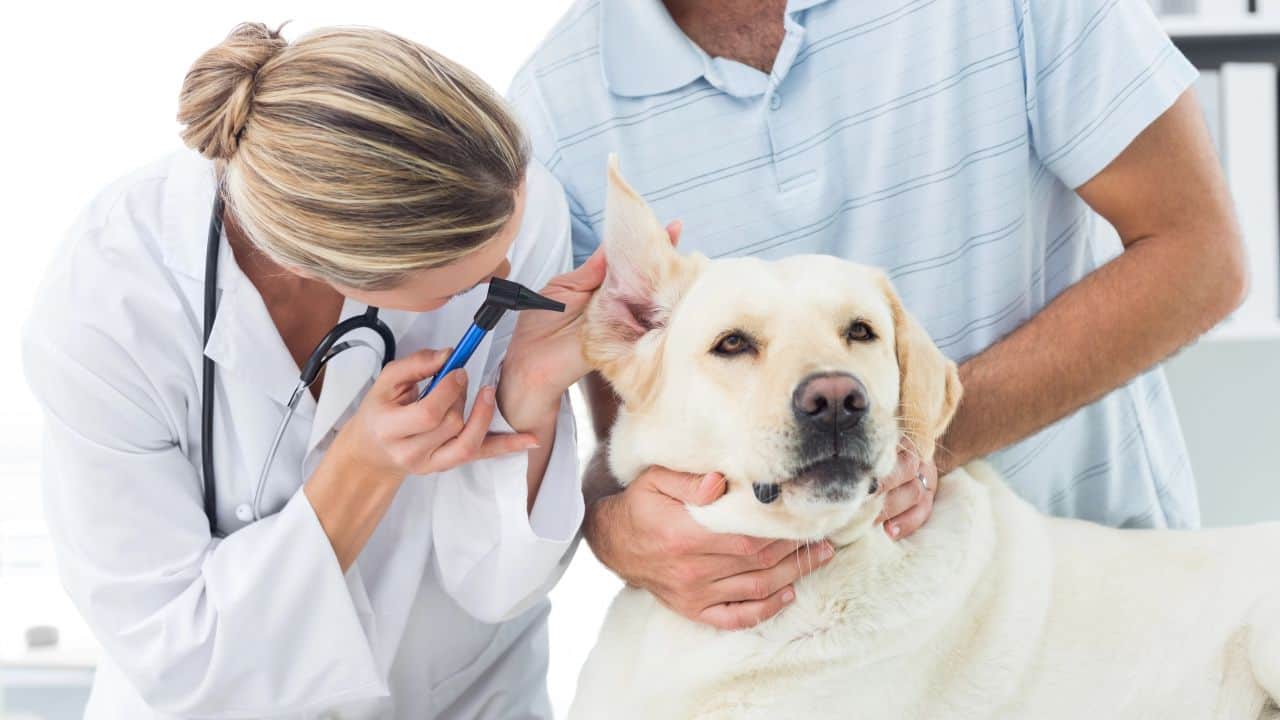 Vestibulární syndrom u psa - co ho způsobuje a jak ho léčit | ZOOLO_CZ