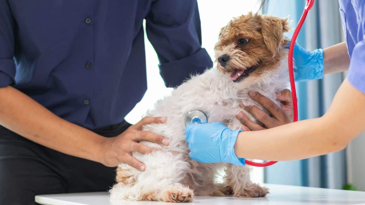 Gastritida u psů - projevy, příčiny a jak ji řešit | ZOOLO_CZ