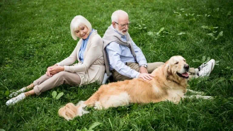 Tibetská Doga – Charakteristika Plemene | ZOOLO_CZ