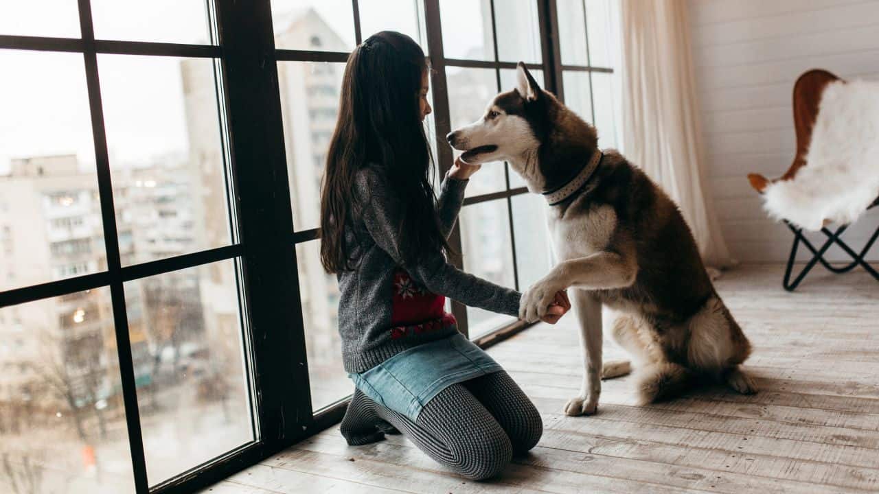 Jak poznat, koho si pes vybral za pána? | ZOOLO_CZ