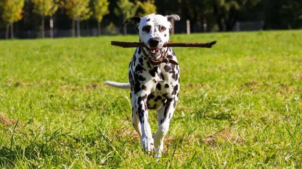 Základní povely pro psa - Jaké to jsou a jak na ně | ZOOLO_CZ